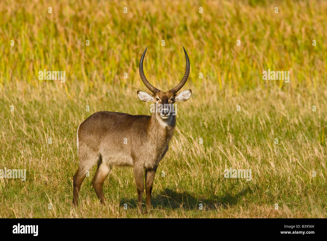 Portrait of a waterbuck standing in a meadow The shot was taken in June ...