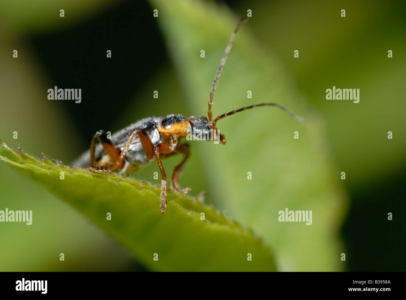 Beetles insects hi-res stock photography and images - Alamy