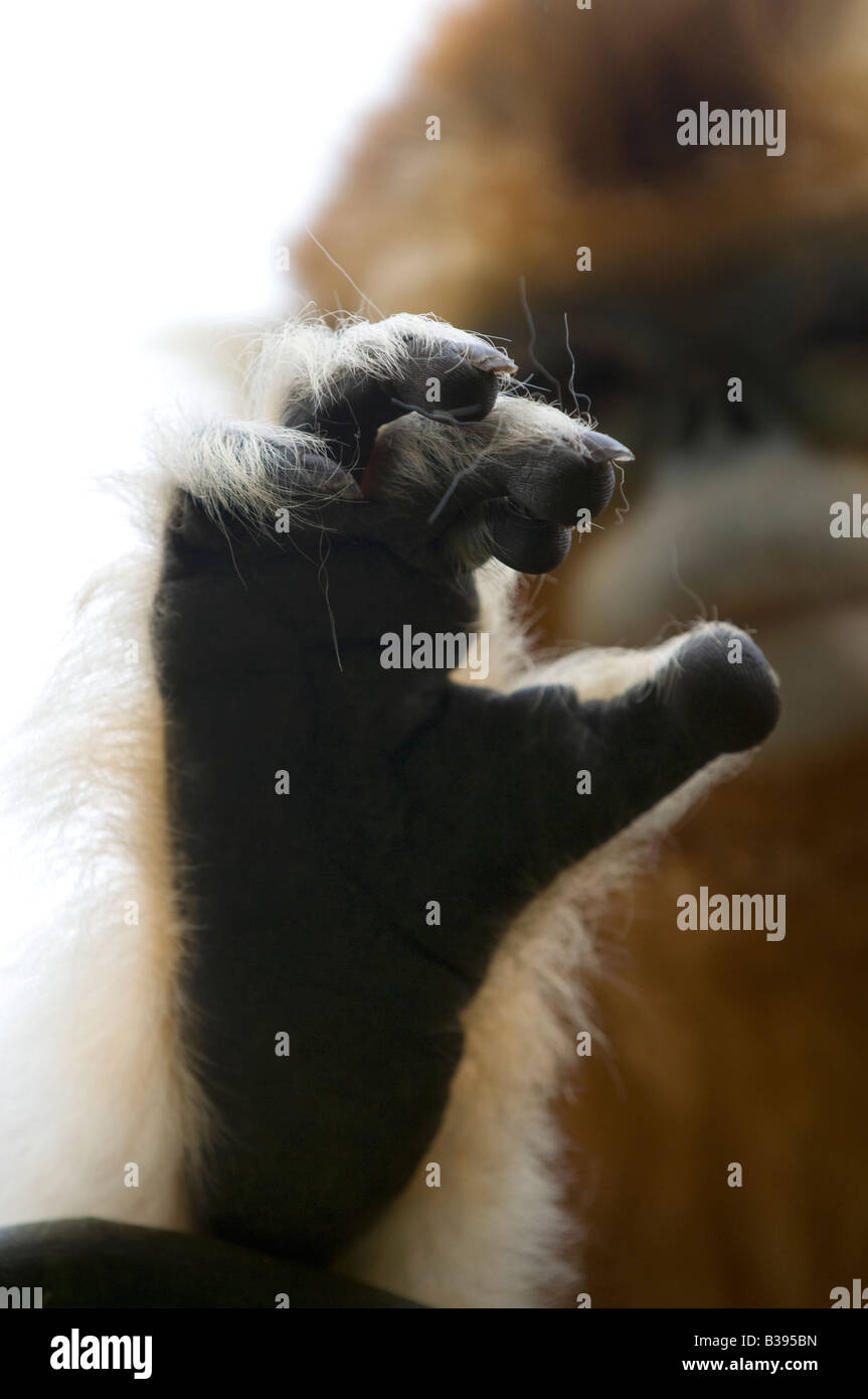 Monkey claw hi-res stock photography and images - Alamy