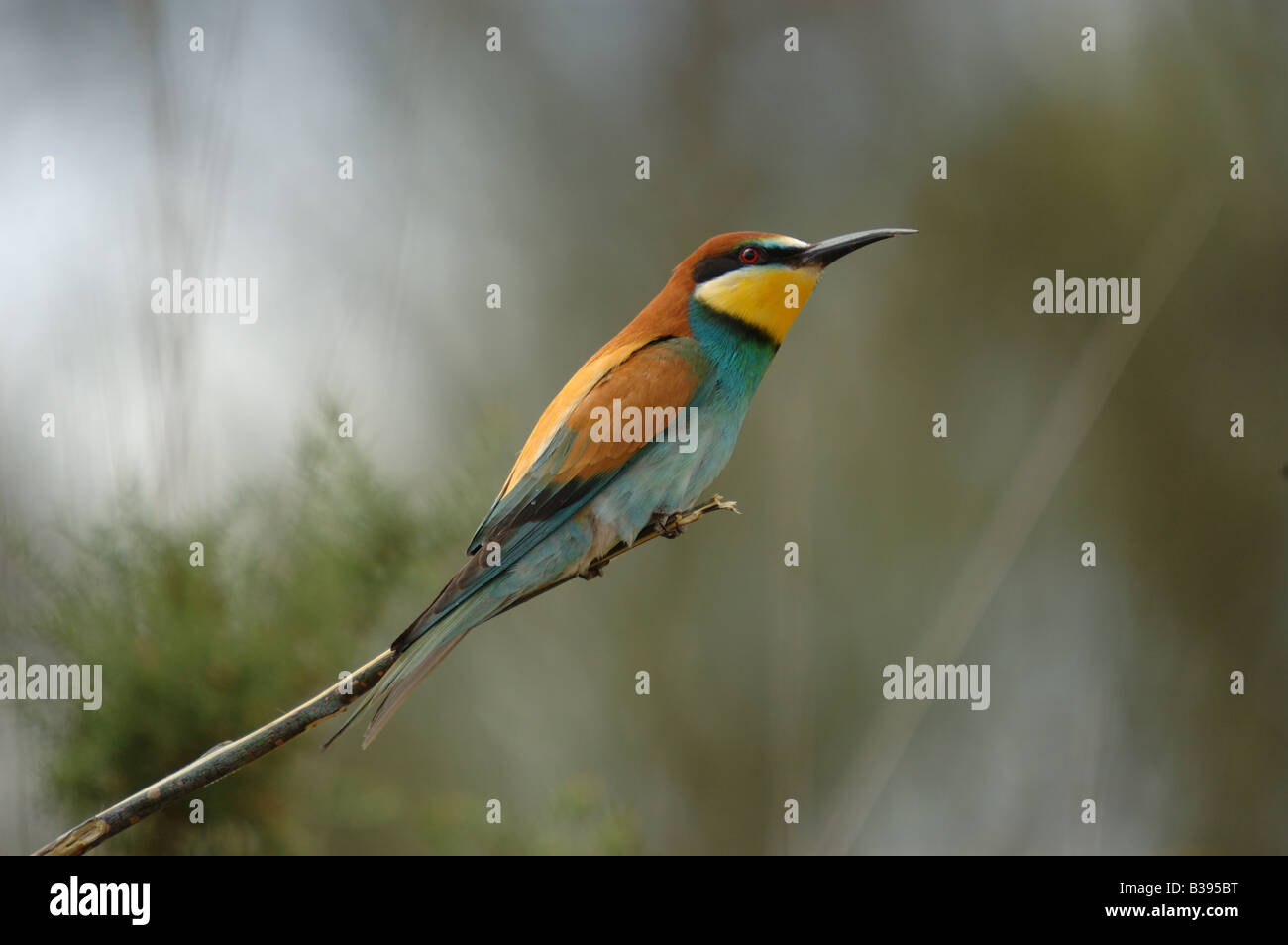 a picture of a bird Stock Photo - Alamy