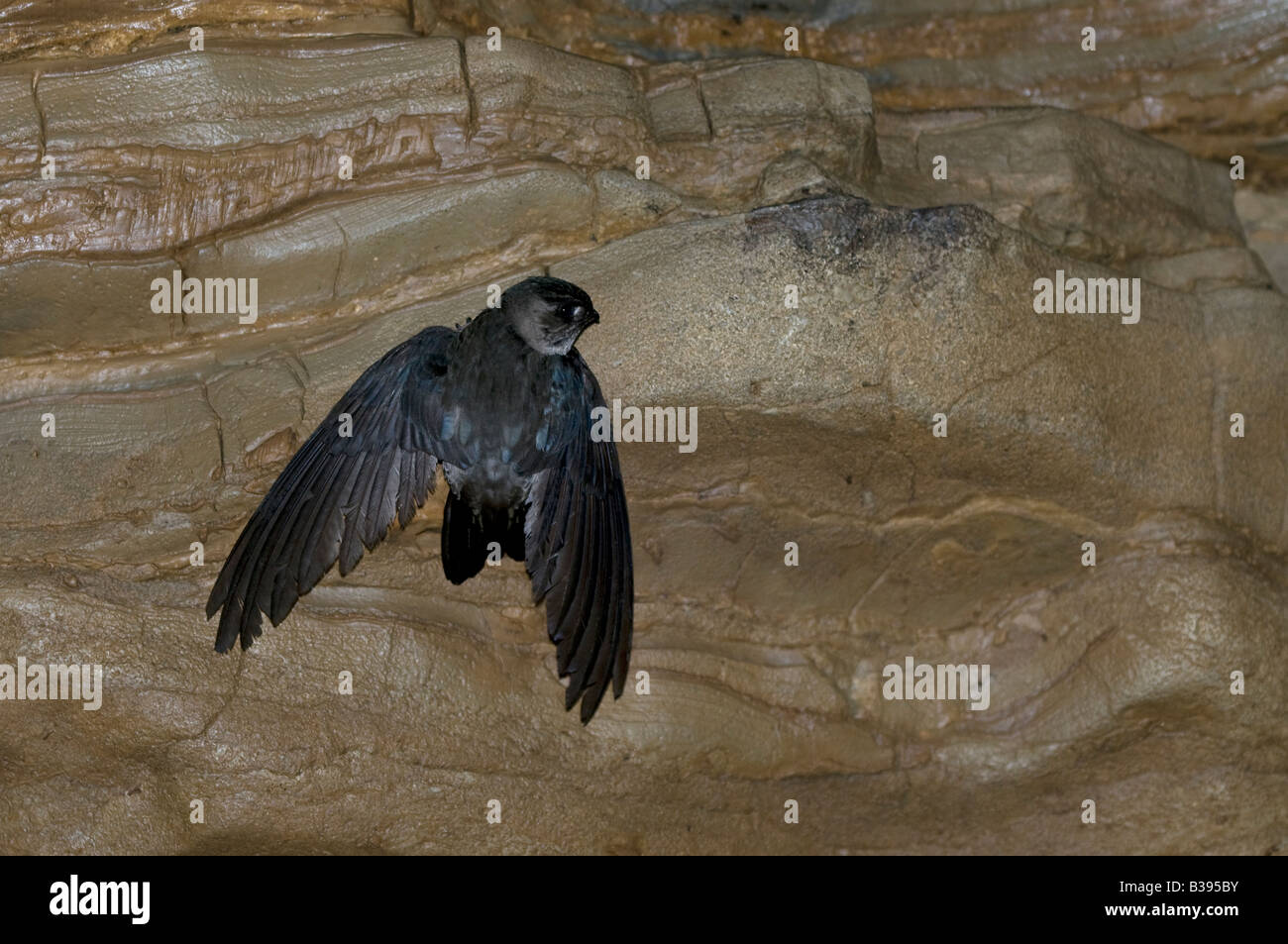 Swiftlet Stock Photos & Swiftlet Stock Images - Alamy