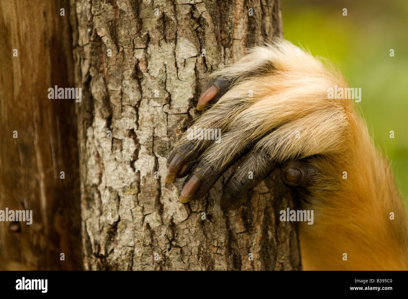 Claw monkey hi-res stock photography and images - Alamy