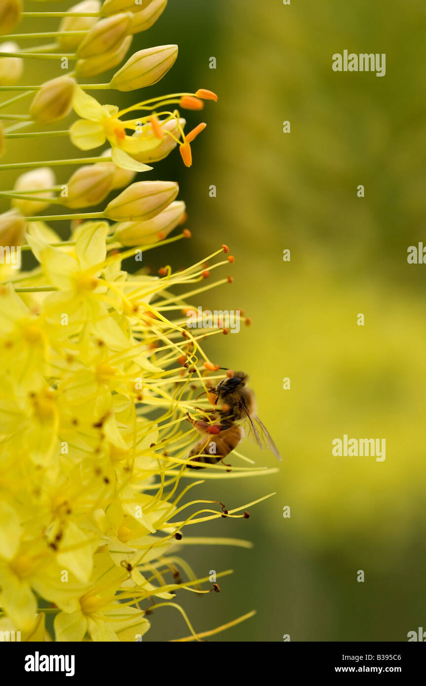 bee and flower Stock Photo - Alamy