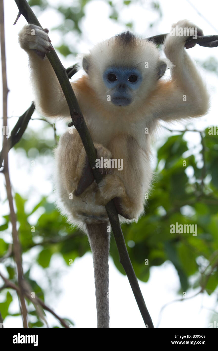 young golden monkey Stock Photo - Alamy