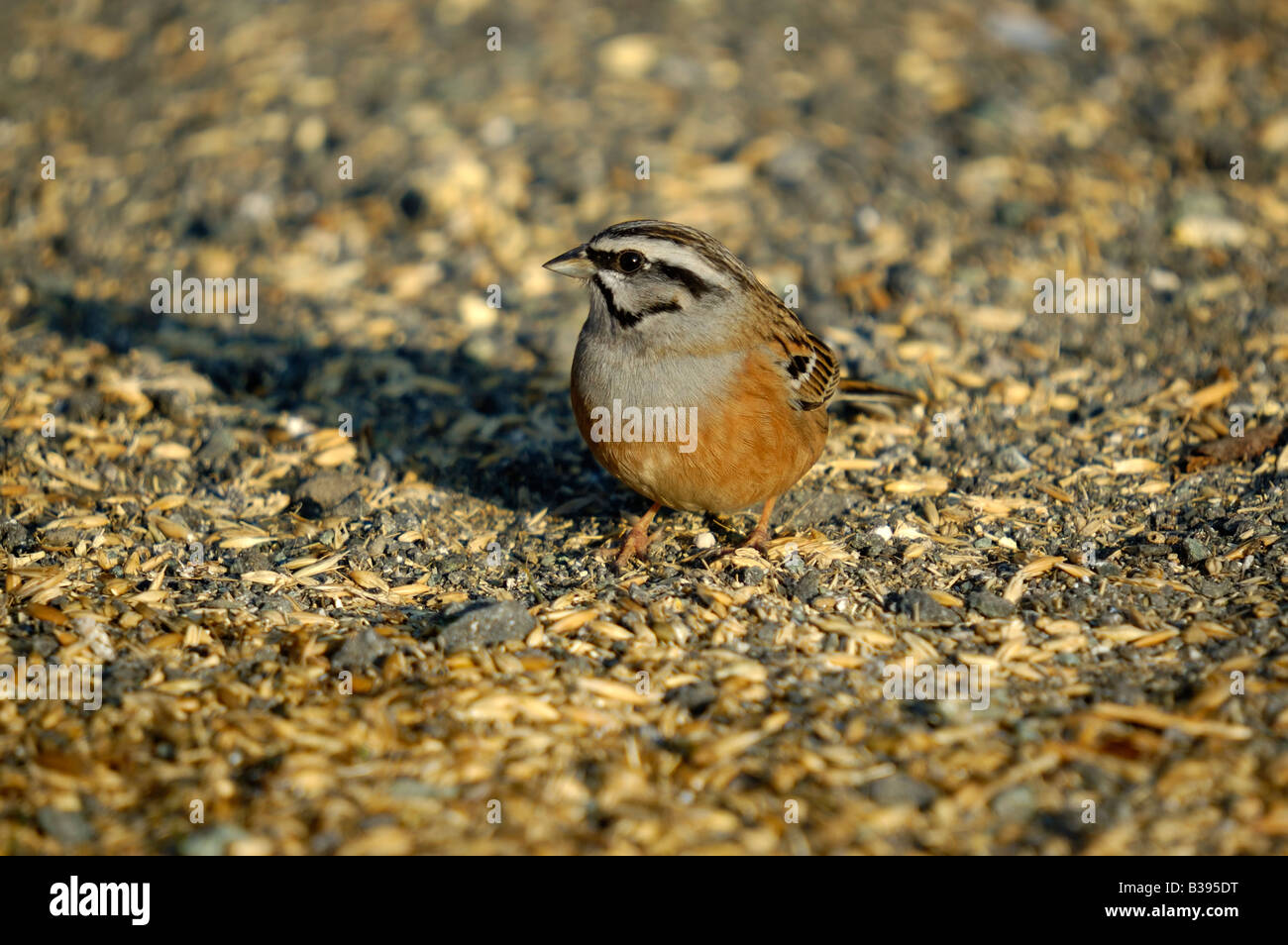 a picture of a bird Stock Photo - Alamy