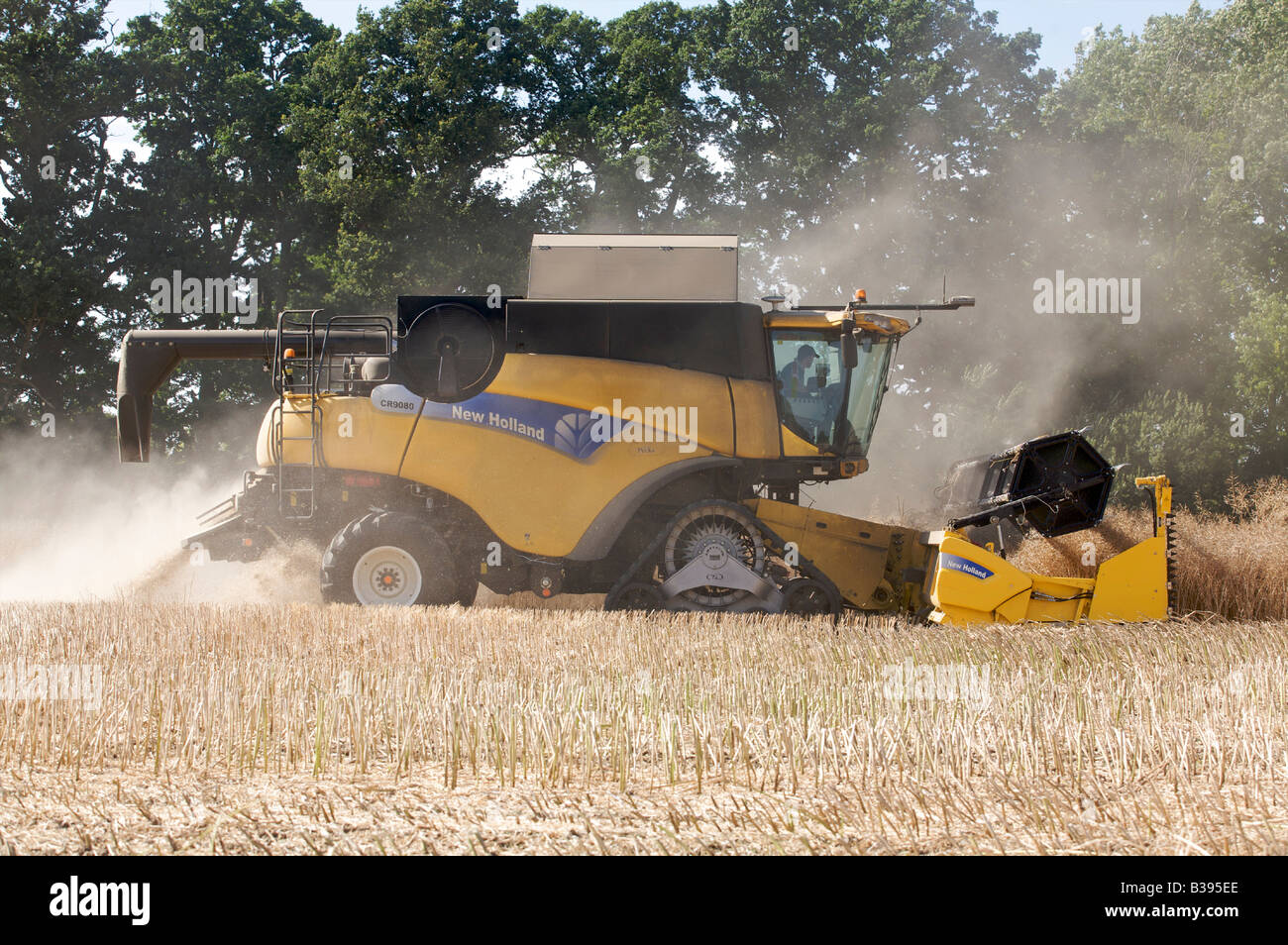 New Holland Combine Harvesting Oil Seed Rape Stock Photo - Alamy
