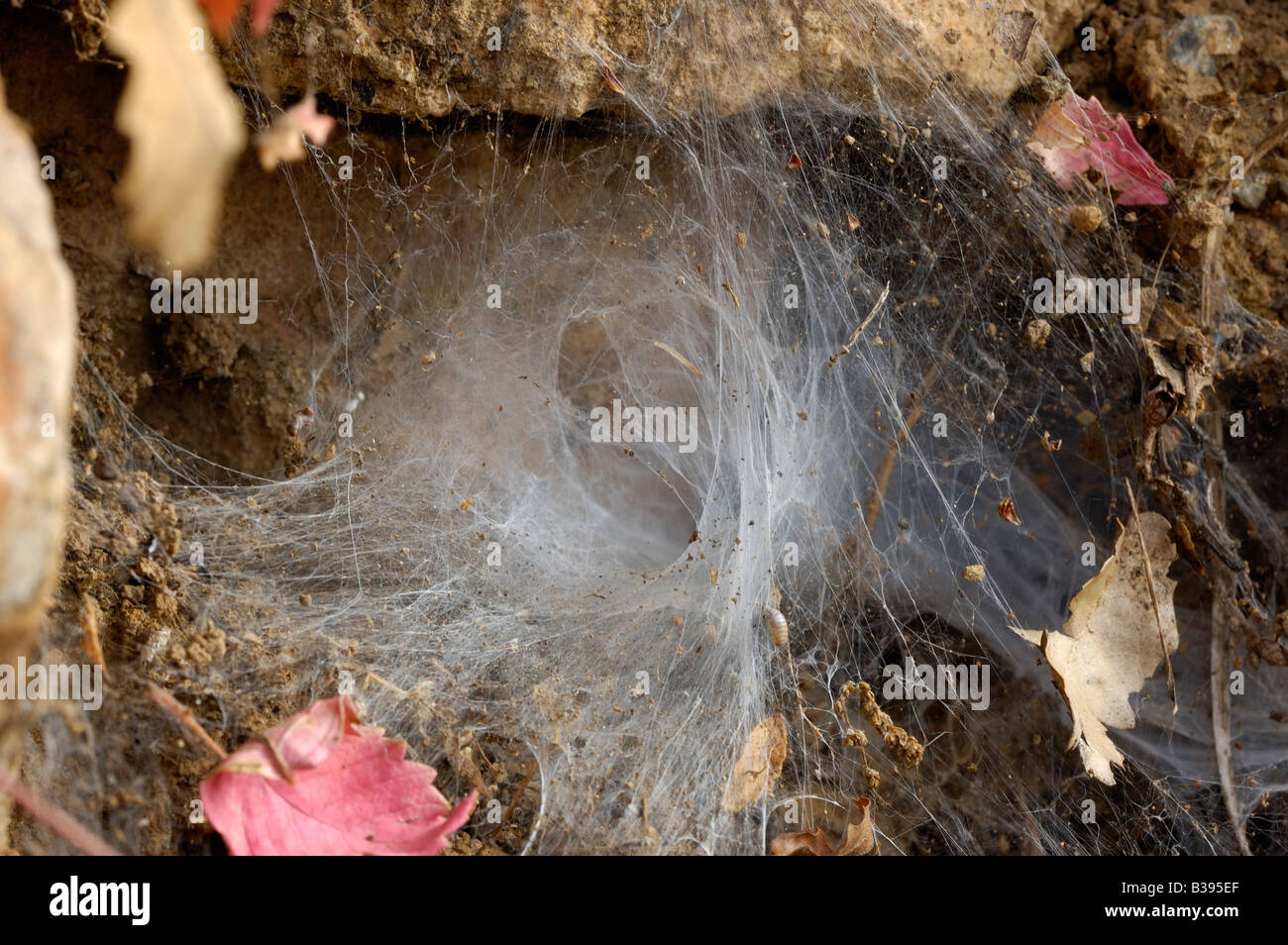 a picture of a spiderweb Stock Photo - Alamy