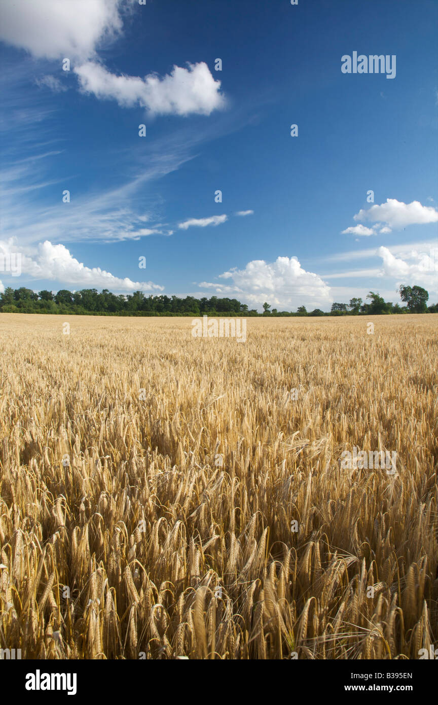 Barley Field Ready For Harvest Stock Photo - Alamy