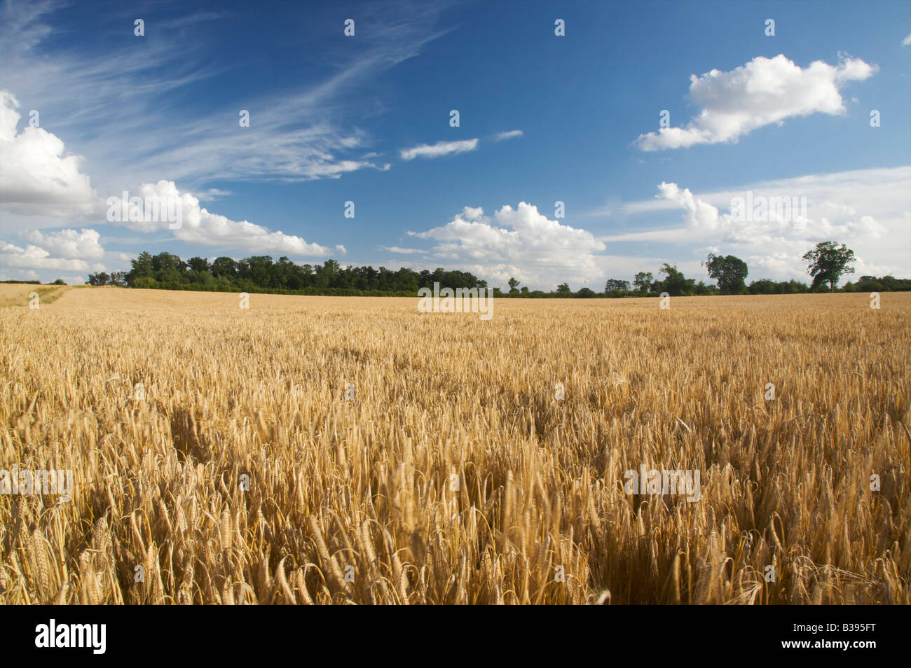 Barley Field Ready For Harvest Stock Photo - Alamy