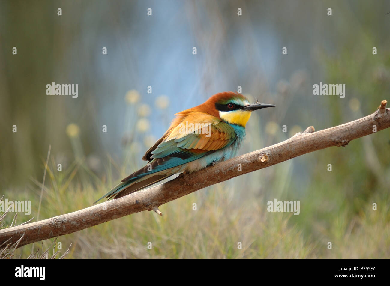 a picture of a bird Stock Photo - Alamy