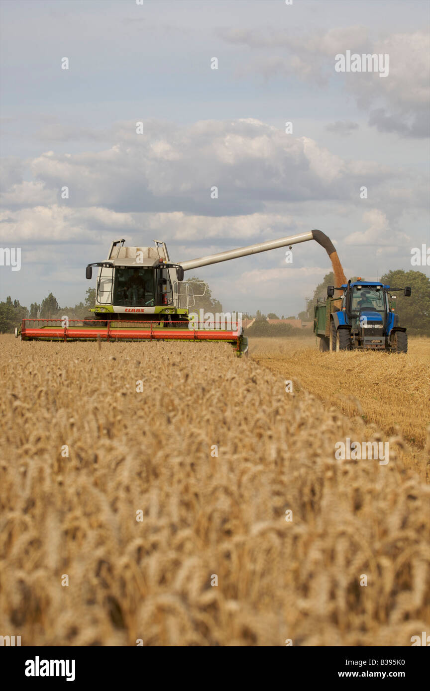 Harvest grain combine wheat hi-res stock photography and images - Alamy
