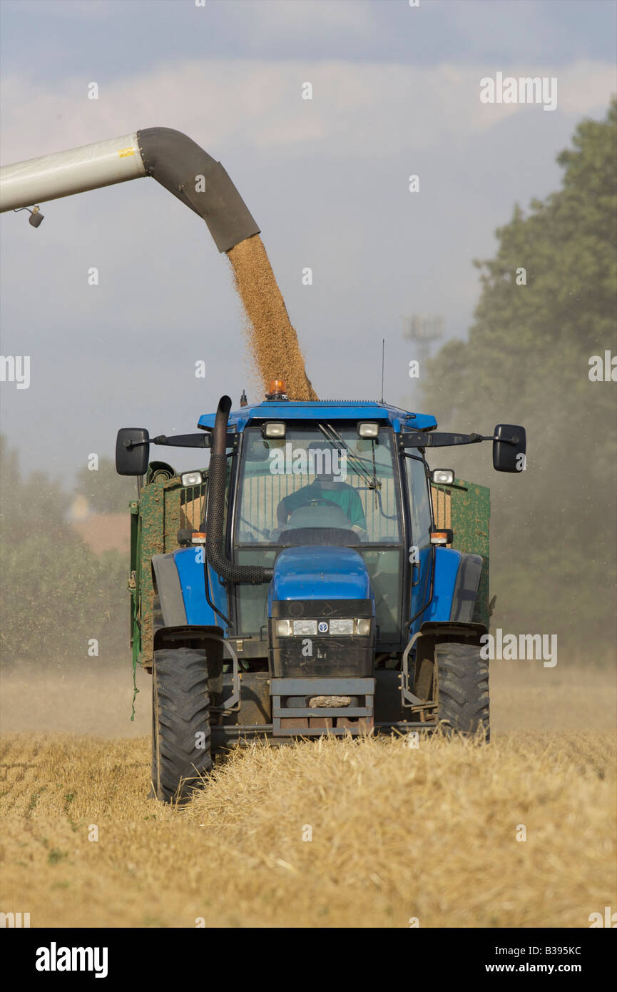 A combine unloading wheat in to a trailer Stock Photo - Alamy