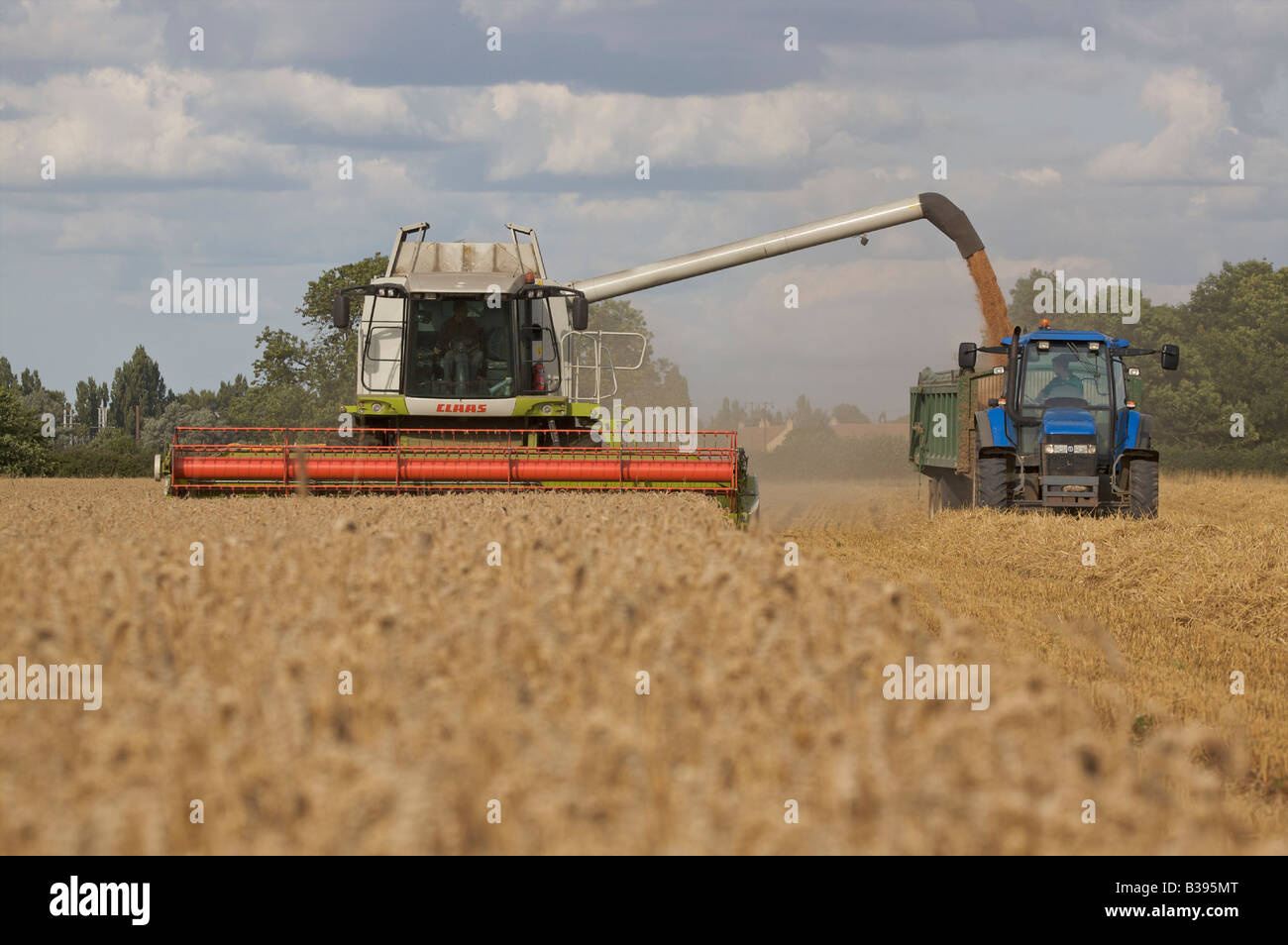 Claas Combine Harvesting Winter Wheat Stock Photo - Alamy