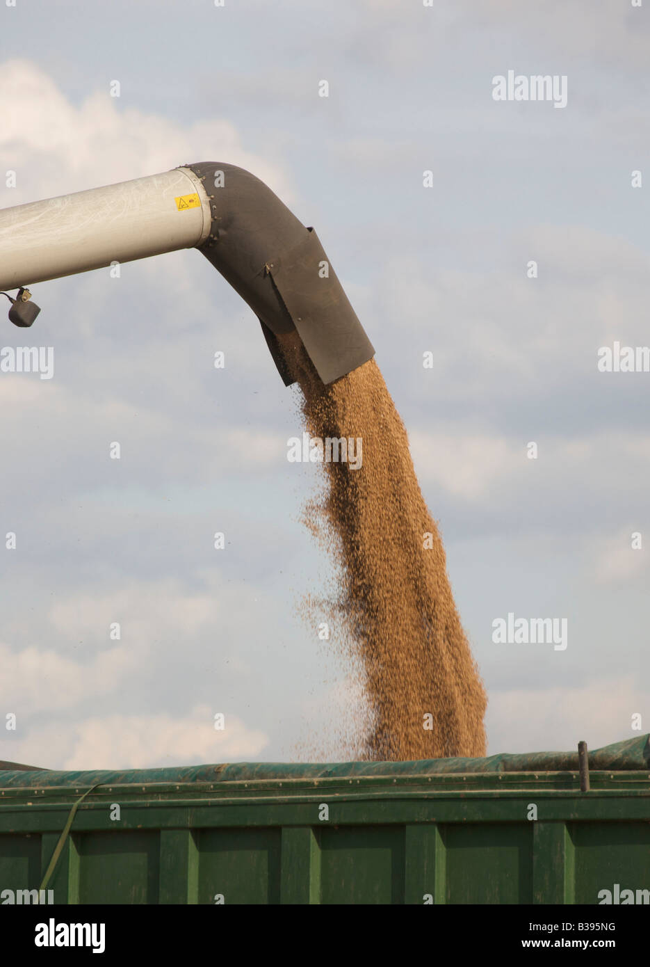 Combine Harvester unloading grain into a farm trailer Stock Photo - Alamy