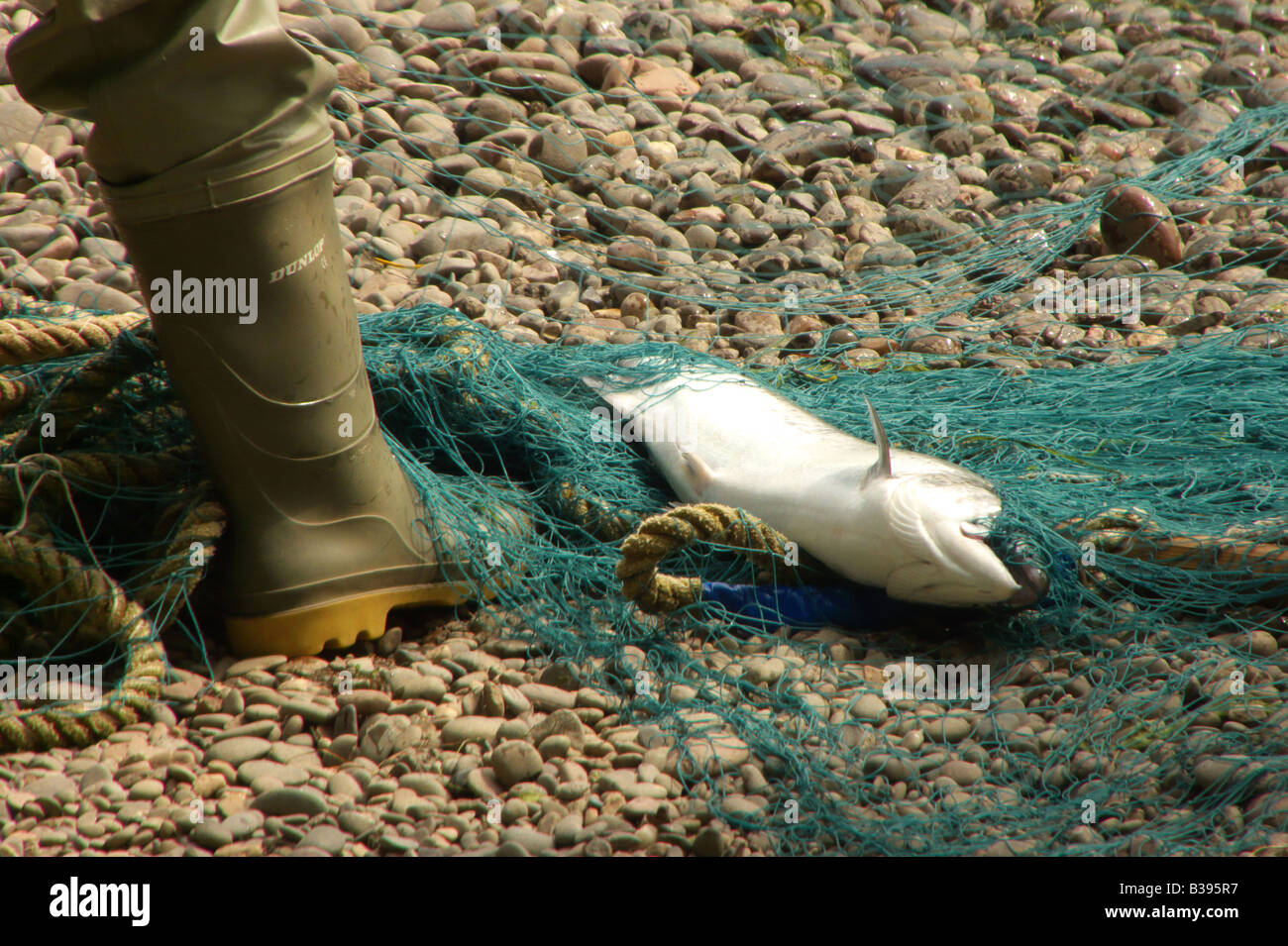 Salmon net fishing tweed hi-res stock photography and images - Alamy