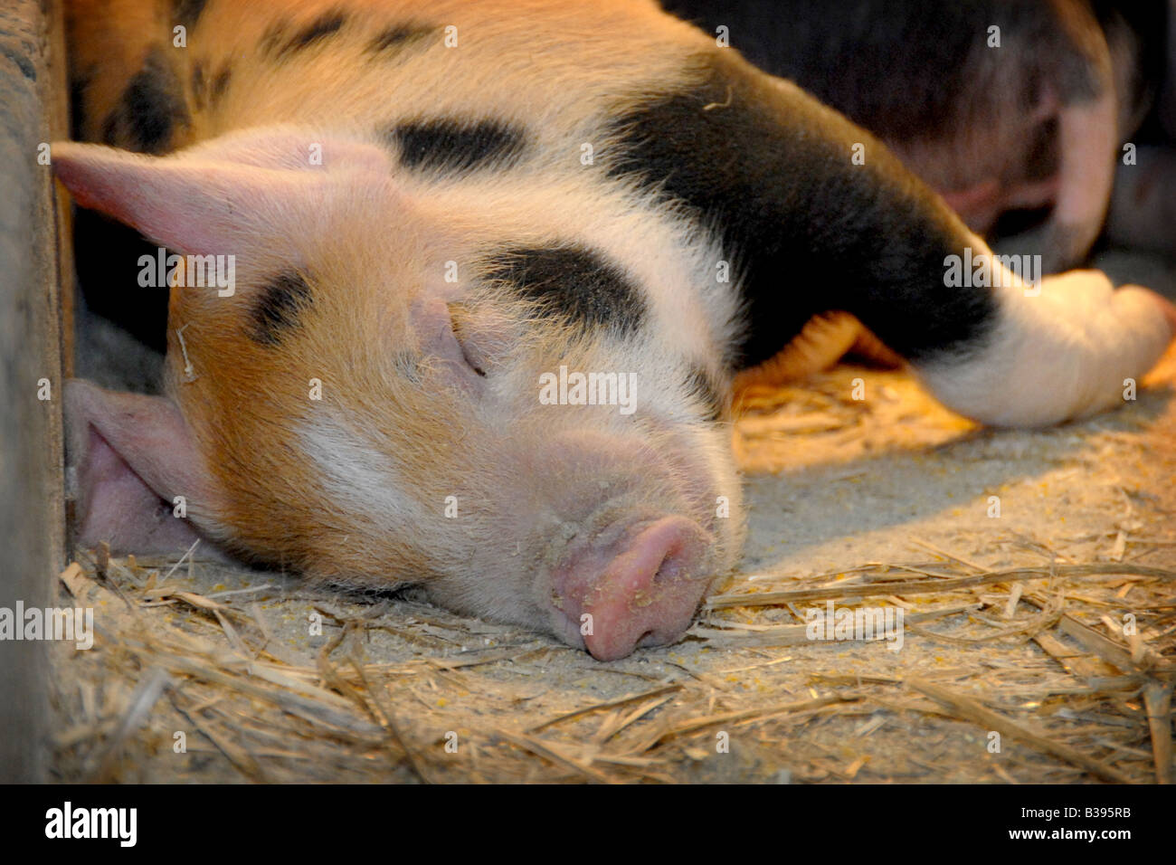 Piglets pink sleeping animal farming hi-res stock photography and ...