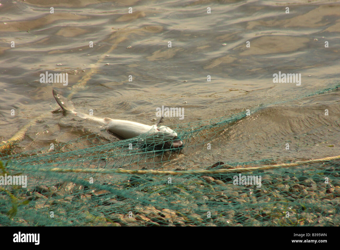 Salmon net fishing tweed hi-res stock photography and images - Alamy