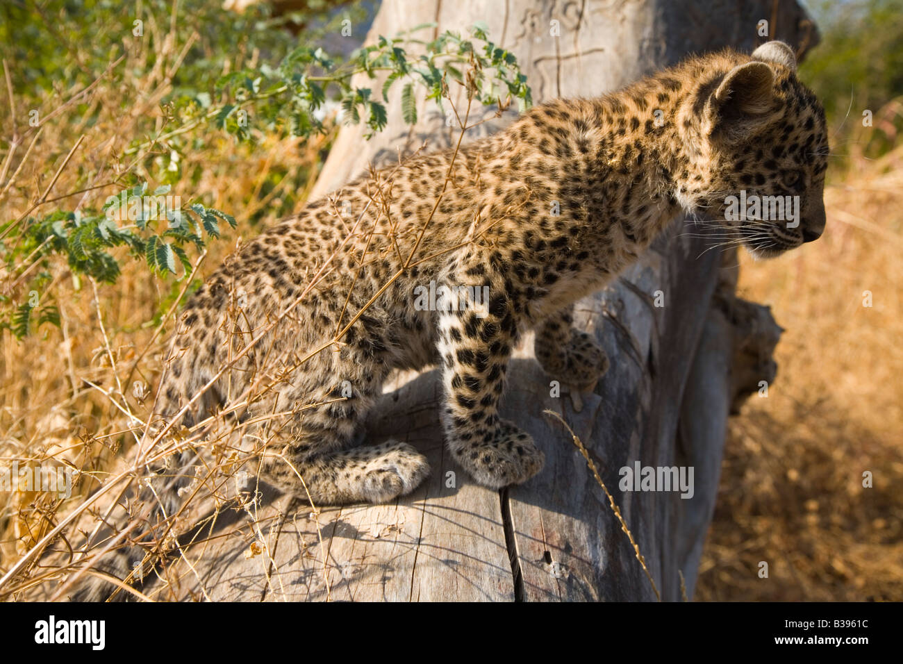 India Rajasthan Ranthambore national park leopard cub 2008 Stock Photo ...