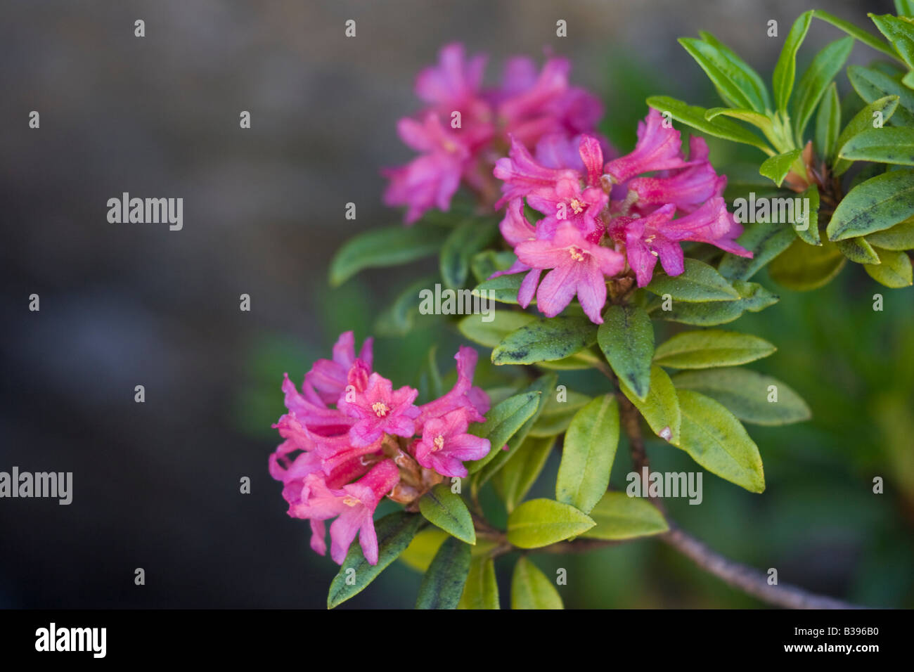 Rhododendron ferrugineum hi-res stock photography and images - Alamy