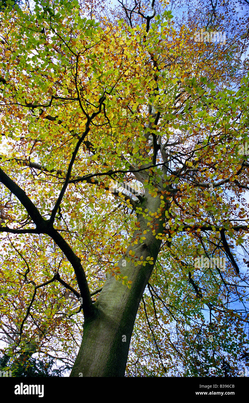 Beech tree in autumn Stock Photo - Alamy