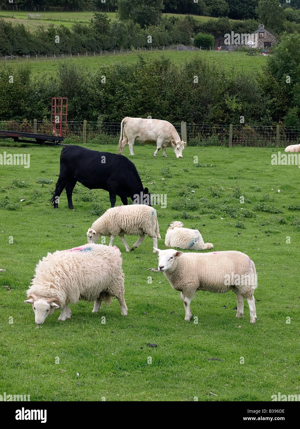 Sheep and cattle grazing together on an organic Welsh farm Stock Photo ...