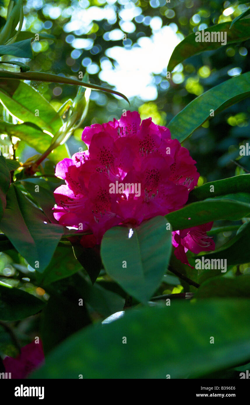 Pink rhododendron flower Stock Photo - Alamy