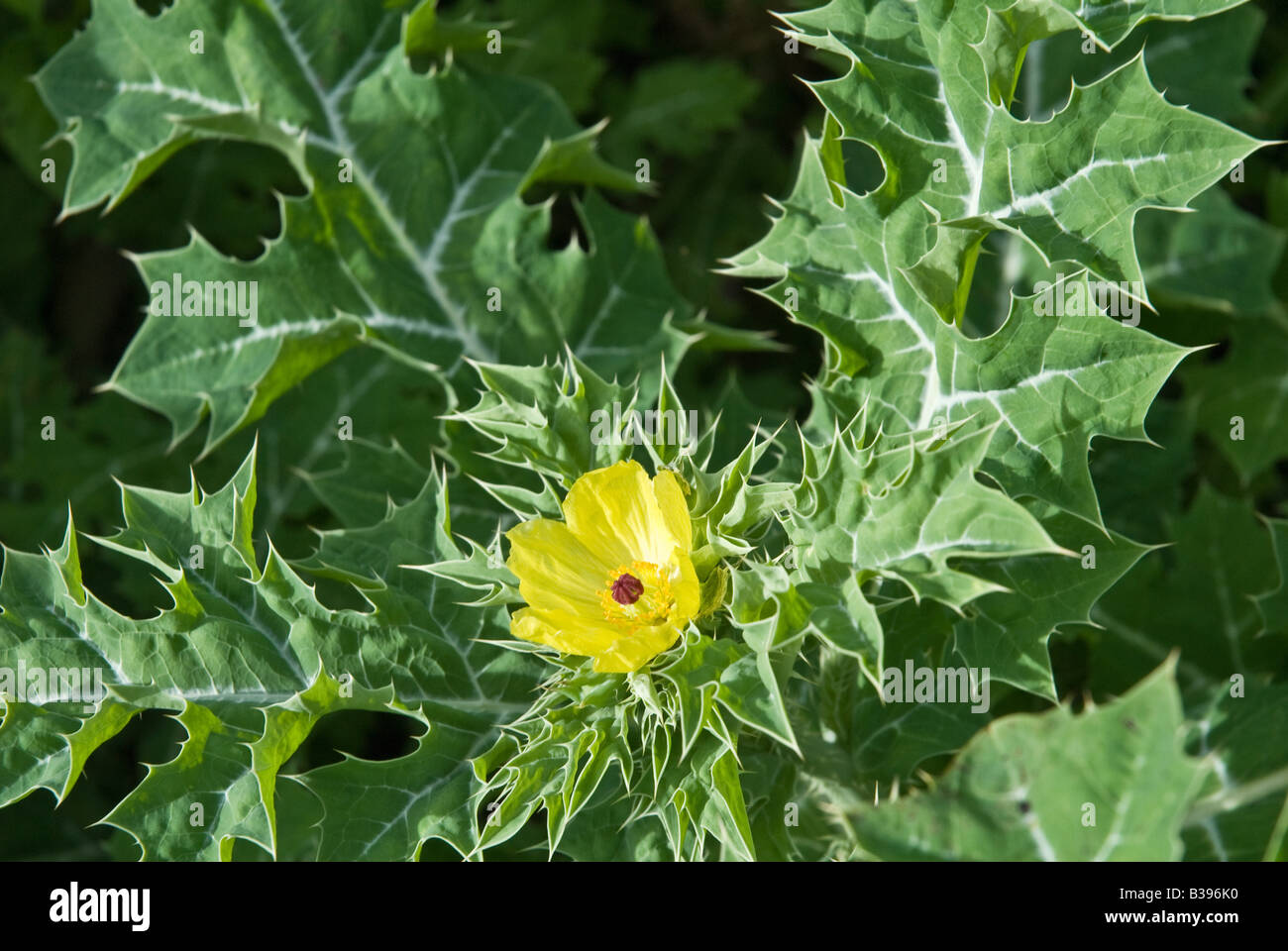Mexican Poppy (Argemone mexicana), Betty's Hope, Antigua Stock Photo ...