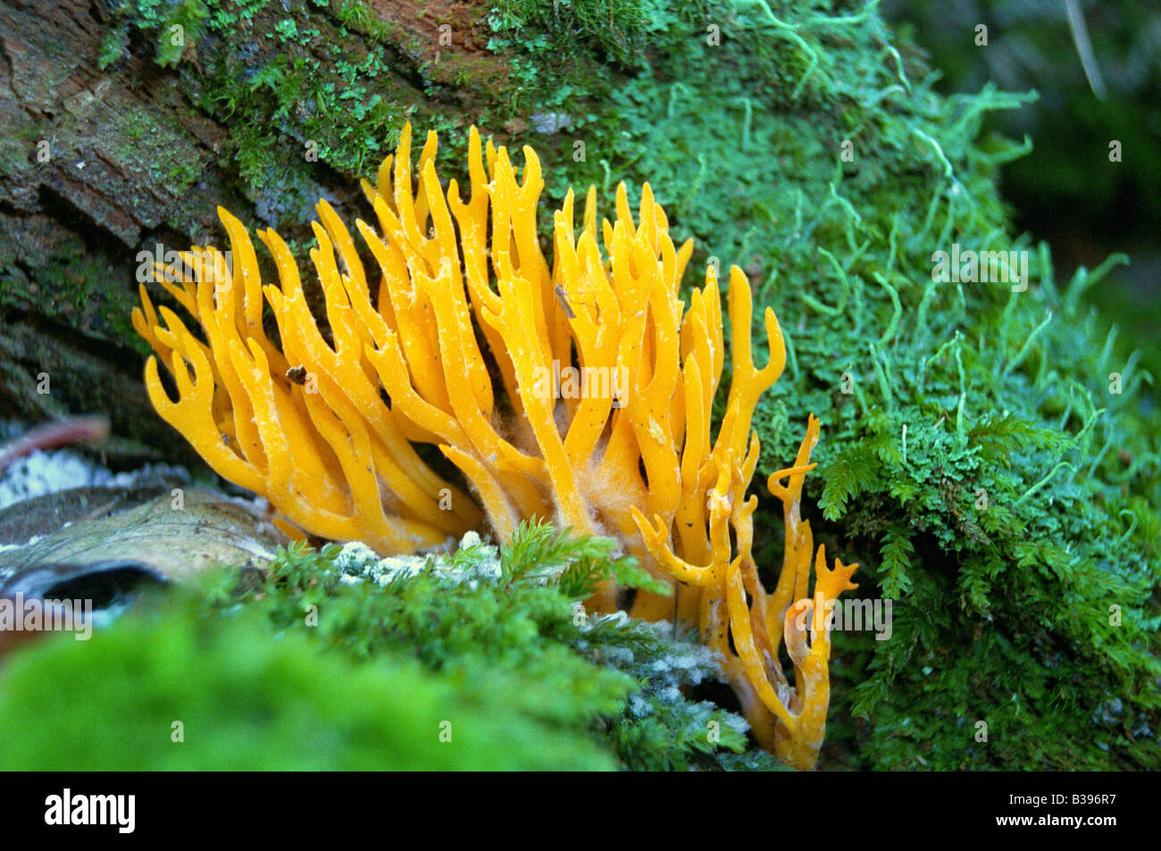 Calocera viscosa on mossy log Stock Photo - Alamy