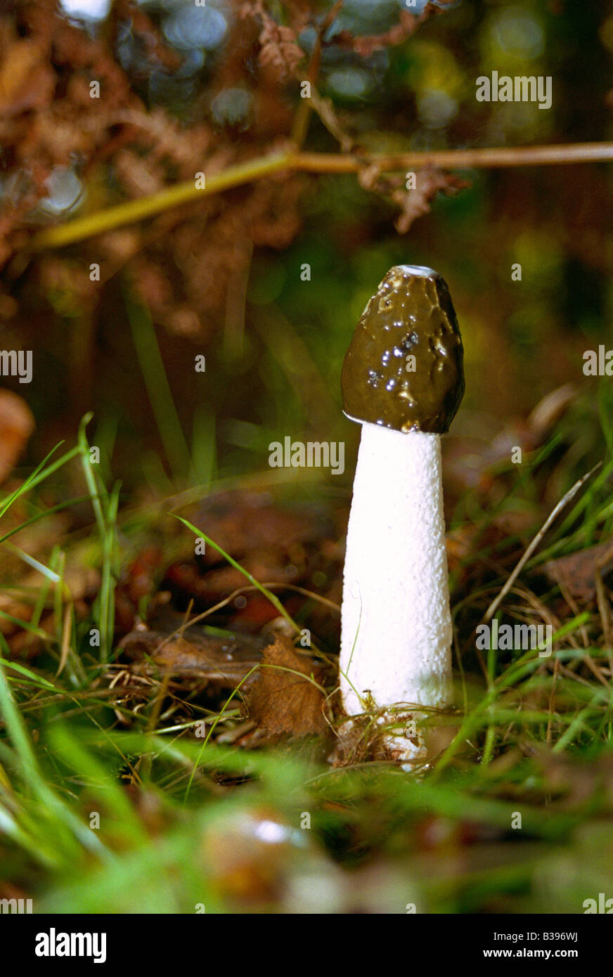 Phallaceae hi-res stock photography and images - Alamy