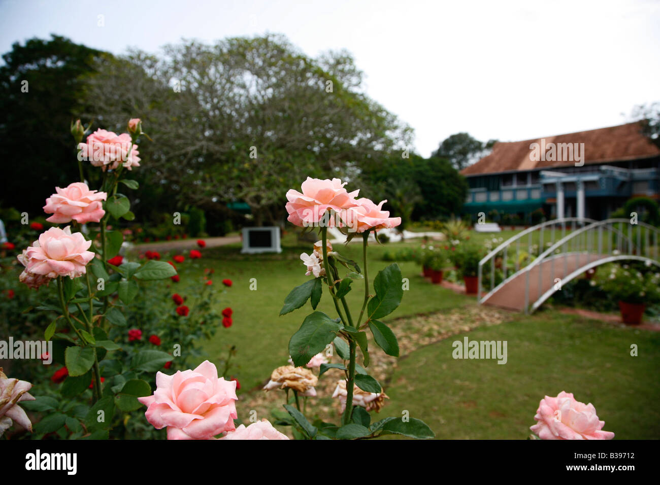 Pink roses in a garden,India Stock Photo - Alamy