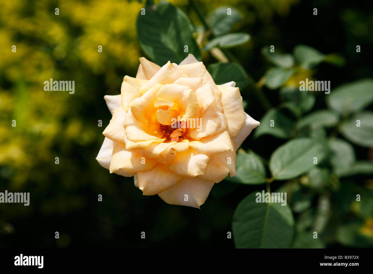 A Cream rose flower Stock Photo - Alamy