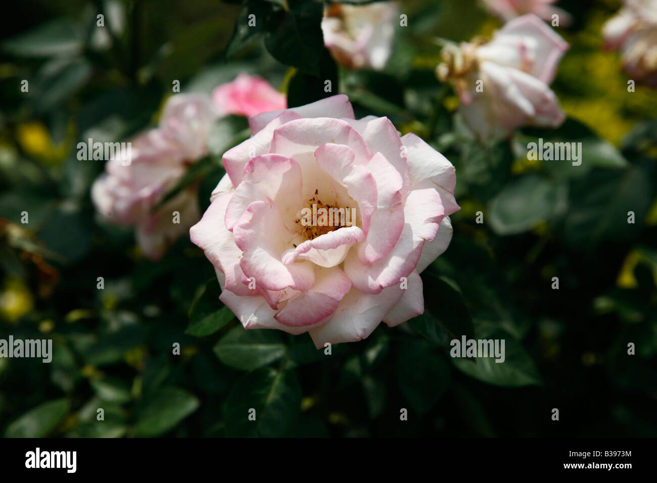 Indian pink rose hi-res stock photography and images - Alamy