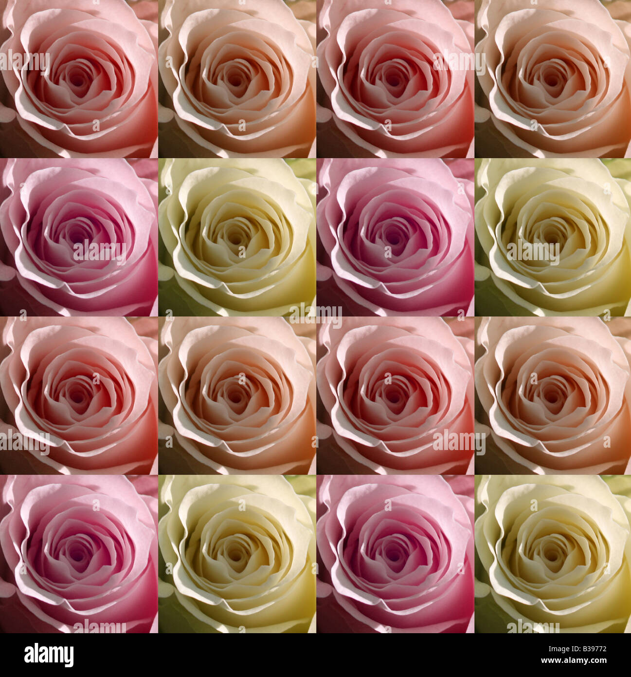 Box of roses of different colours Stock Photo - Alamy