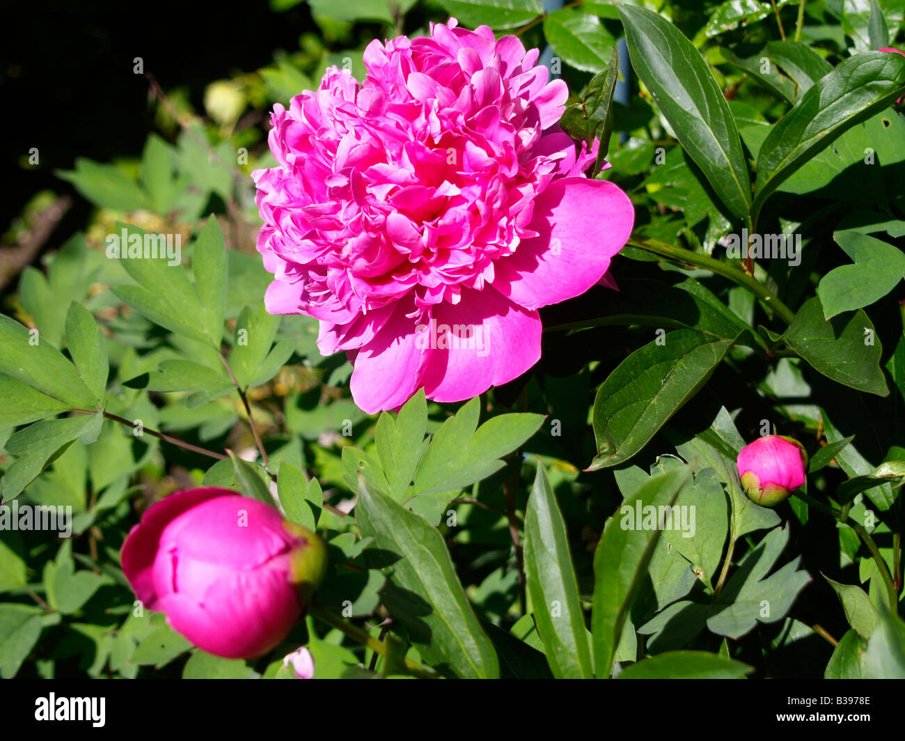 Bluehende Pfingstrose, Pink flowers of paeonia officinalis Stock Photo ...