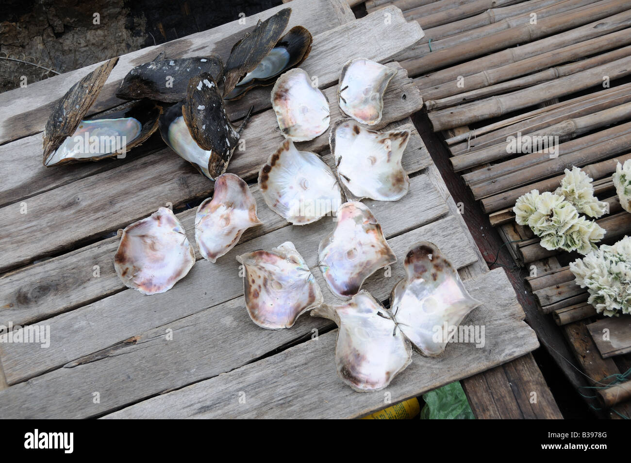 Vietnamese woman selling shells from a small boat to make a living ...