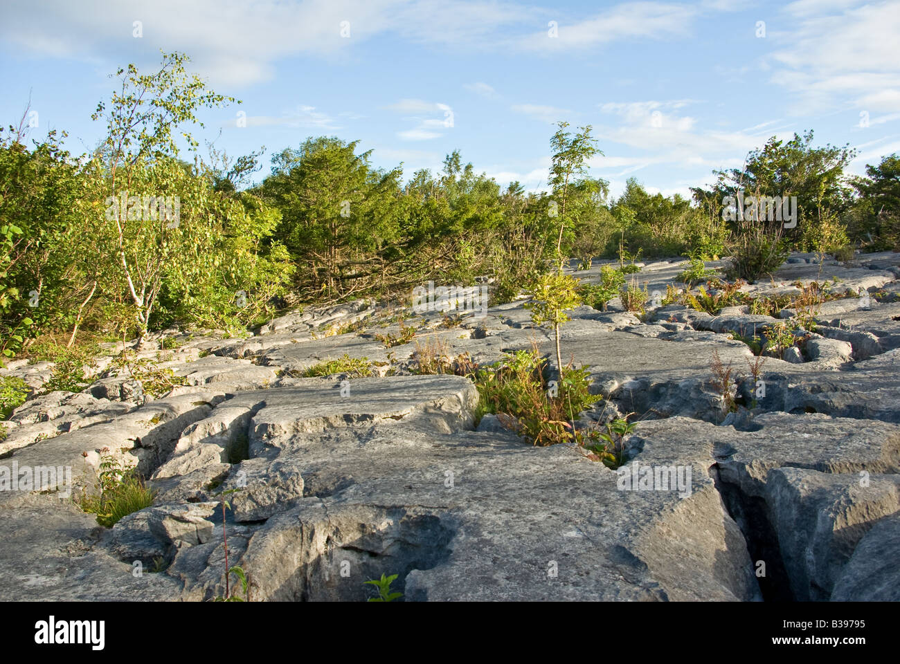 Limestone pavement at Gait Barrows, Silverdale Stock Photo - Alamy