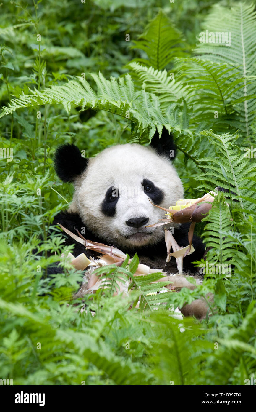 Pandas eat bamboo in hi-res stock photography and images - Alamy