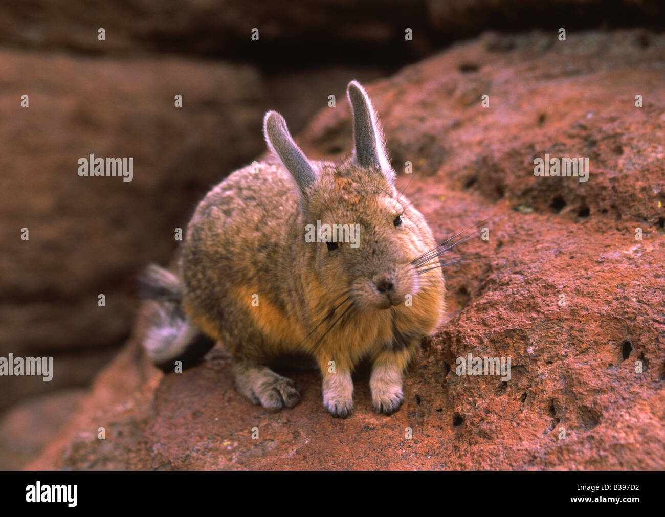 Viscacha of the chinchilla family in the southern altiplano of Bolivia ...