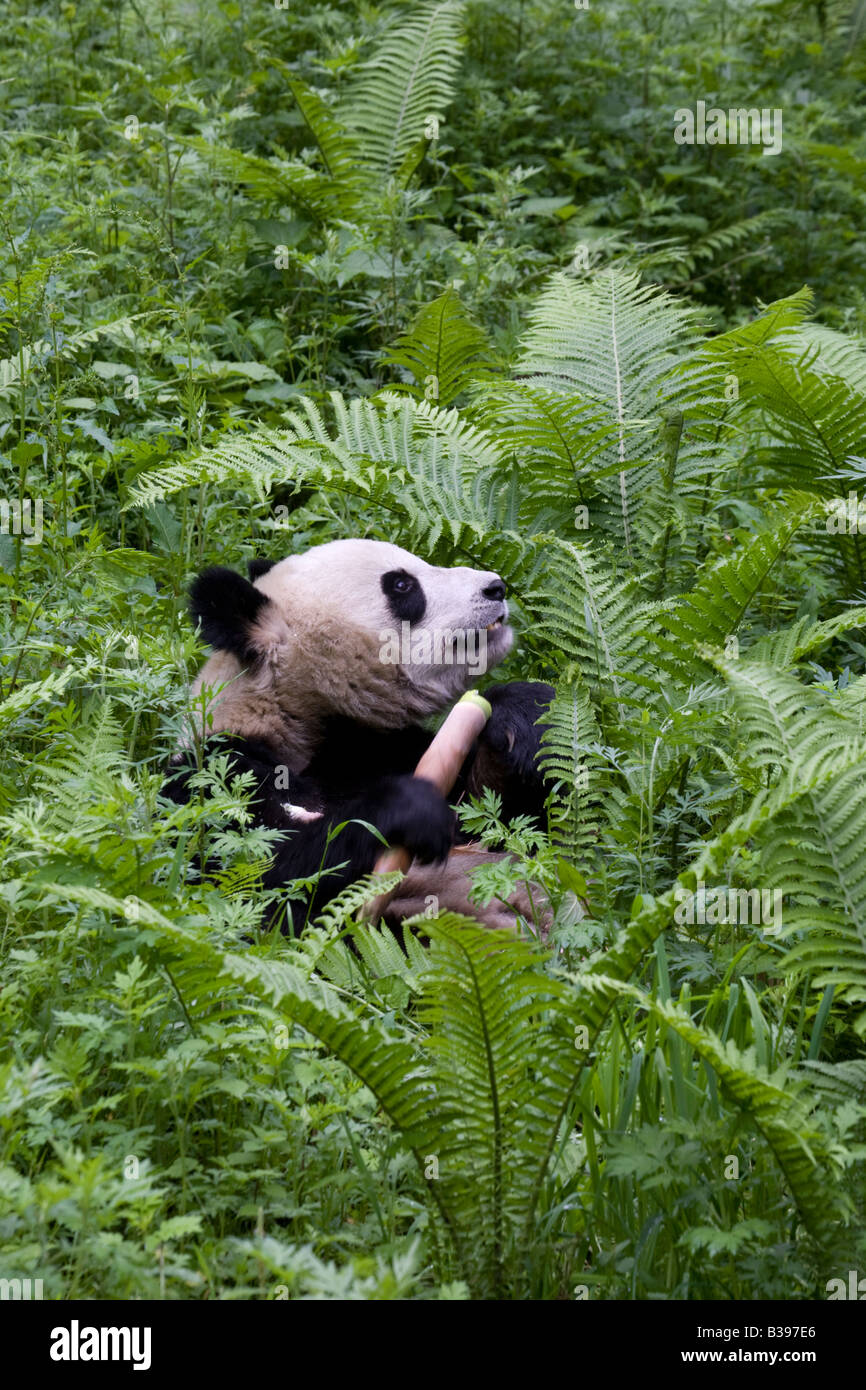 Panda eating bamboo hi-res stock photography and images - Alamy