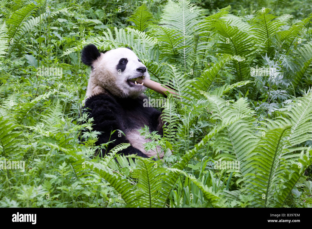 Giant Panda feeding on bamboo in fern forest, Wolong, China Stock Photo ...