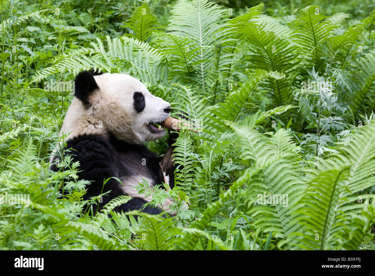 Temperate Bamboo Forest High Resolution Stock Photography and Images ...