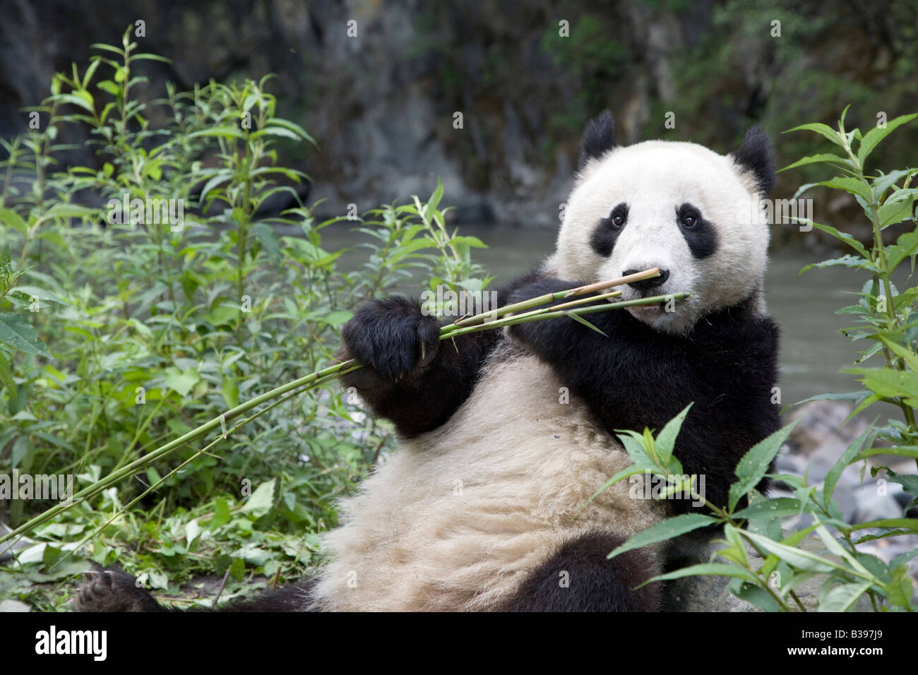 Panda eating bamboo hi-res stock photography and images - Alamy