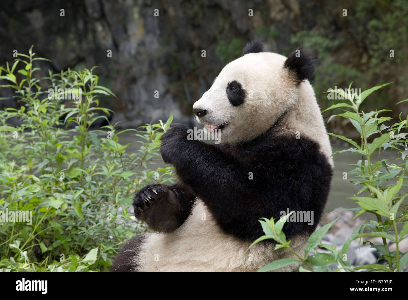 Giant Panda in river valley, China Stock Photo - Alamy