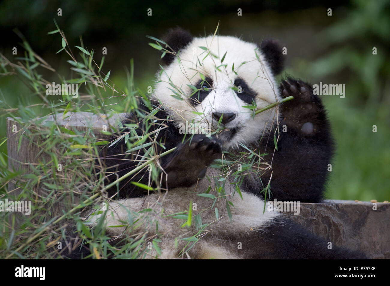 Giant Panda Eating Bamboo Cub High Resolution Stock Photography and ...