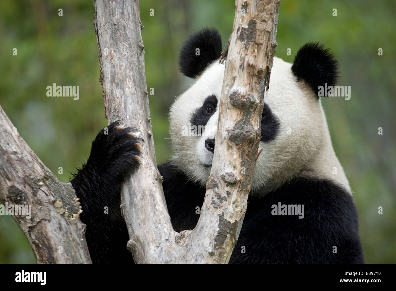Panda china wolong panda center hi-res stock photography and images - Alamy