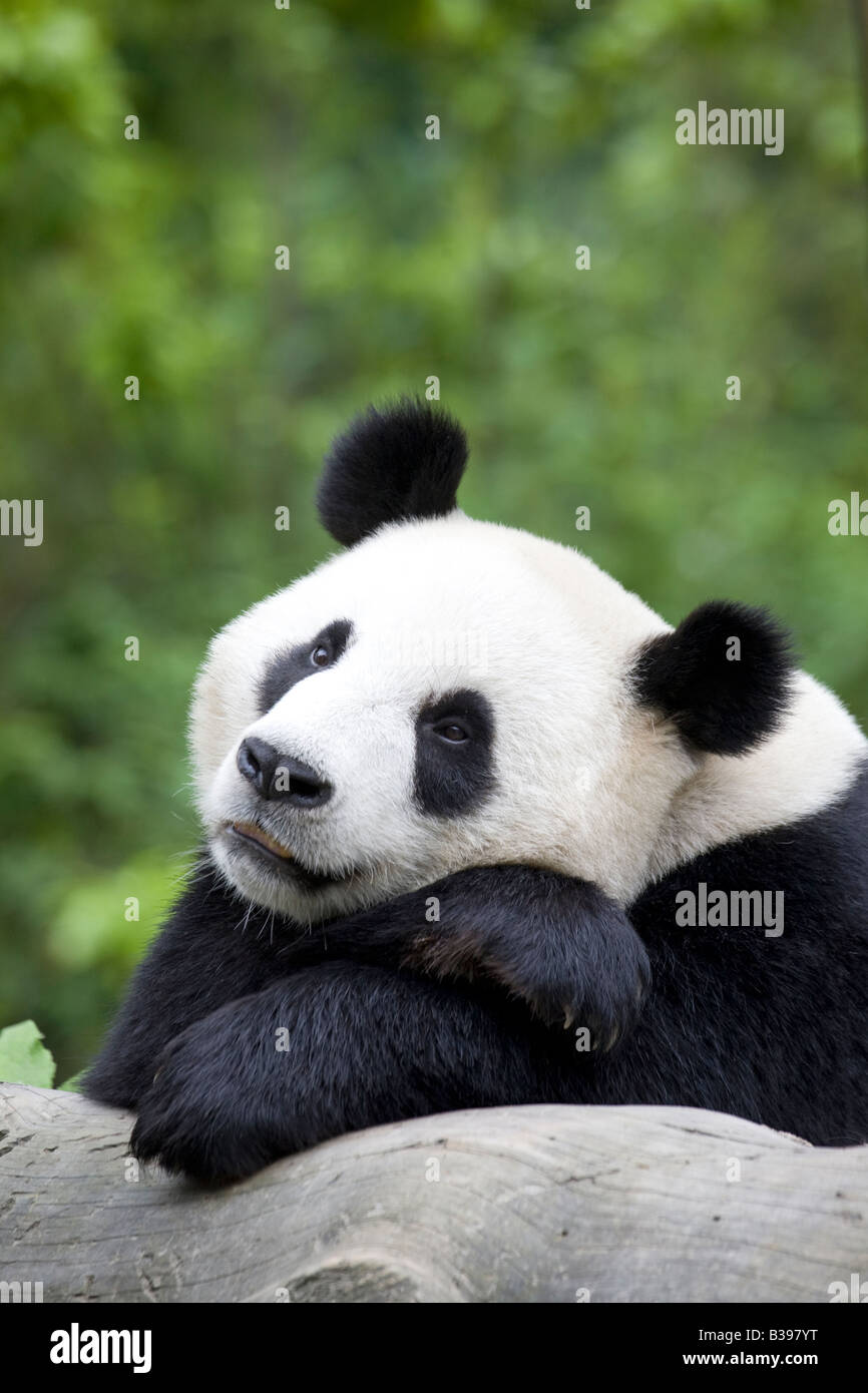 Panda china wolong panda center hi-res stock photography and images - Alamy
