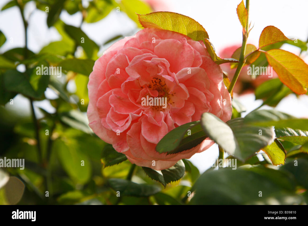 India roses hi-res stock photography and images - Alamy