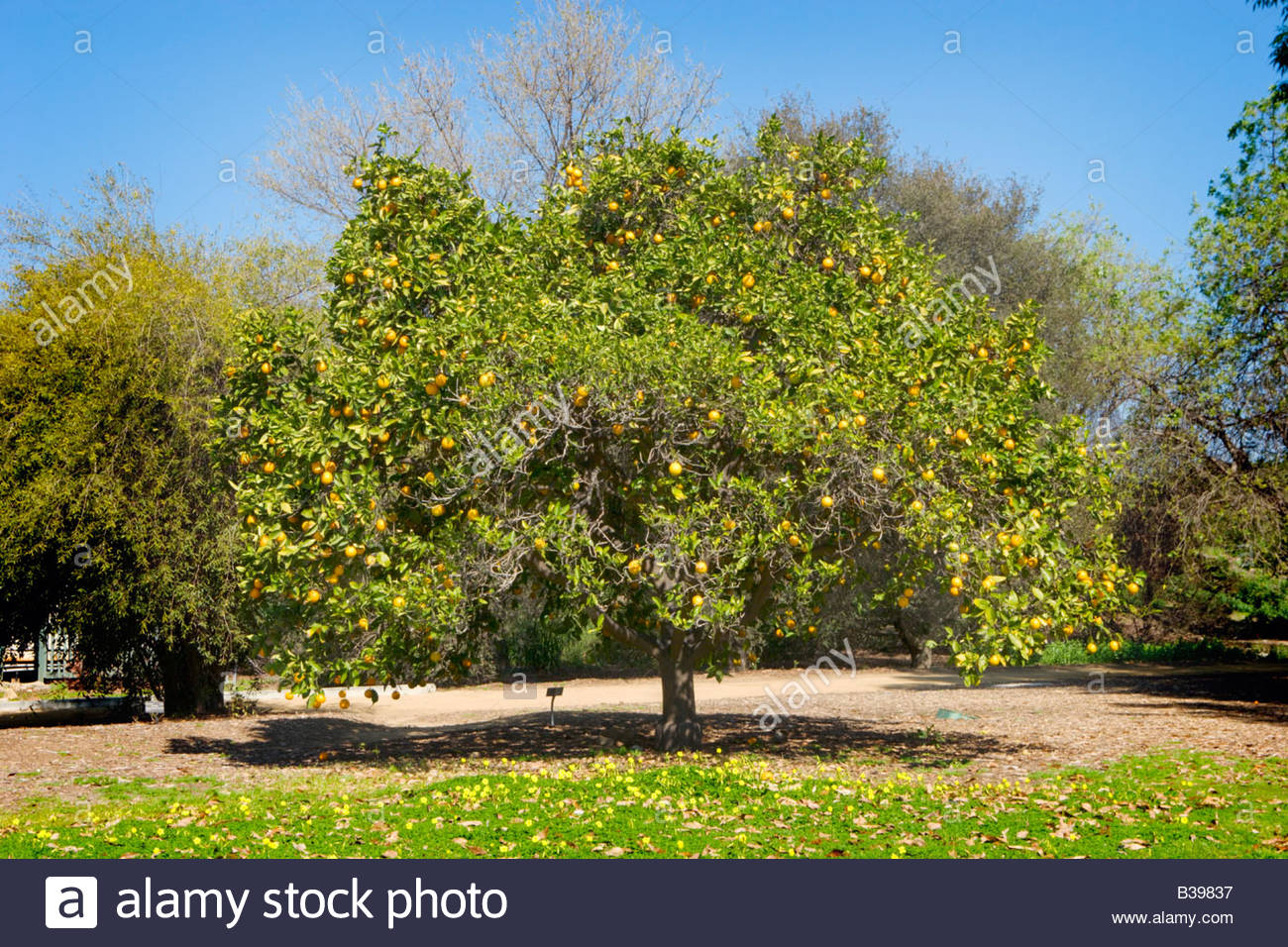 An Orange Tree High Resolution Stock Photography and Images - Alamy