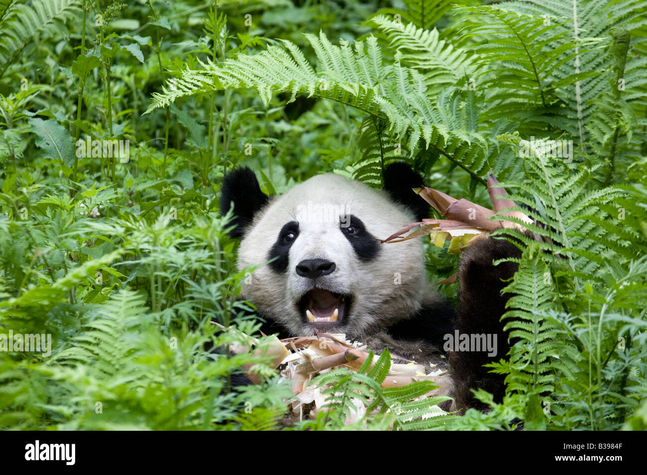 Giant Panda feeding on bamboo in Wolong National Nature Reserve, China ...