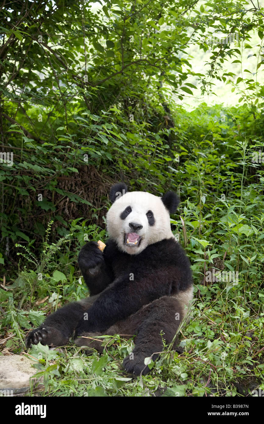 Giant Panda eating, Wolong China Stock Photo - Alamy